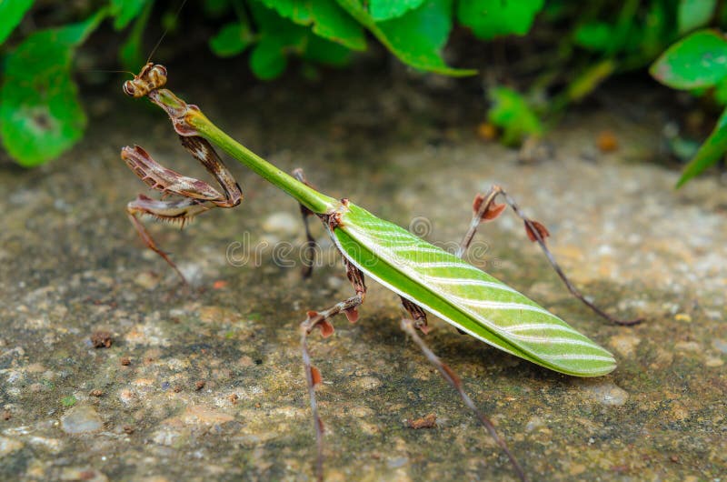 Natural Born Predators. Mantis in a Natural Environment. Selected Depth ...
