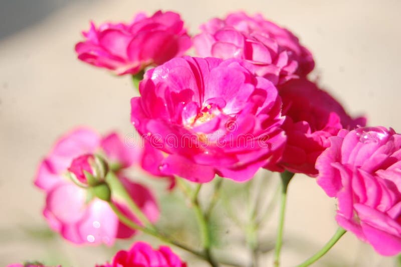 Natural Bouquet of Pink Flowers Stock Image - Image of greenary, pinky ...