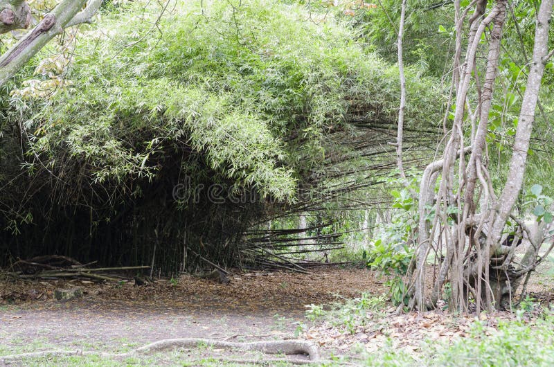 Natural Bow Made of Bamboo in Park with Beautiful Green Tones Stock ...