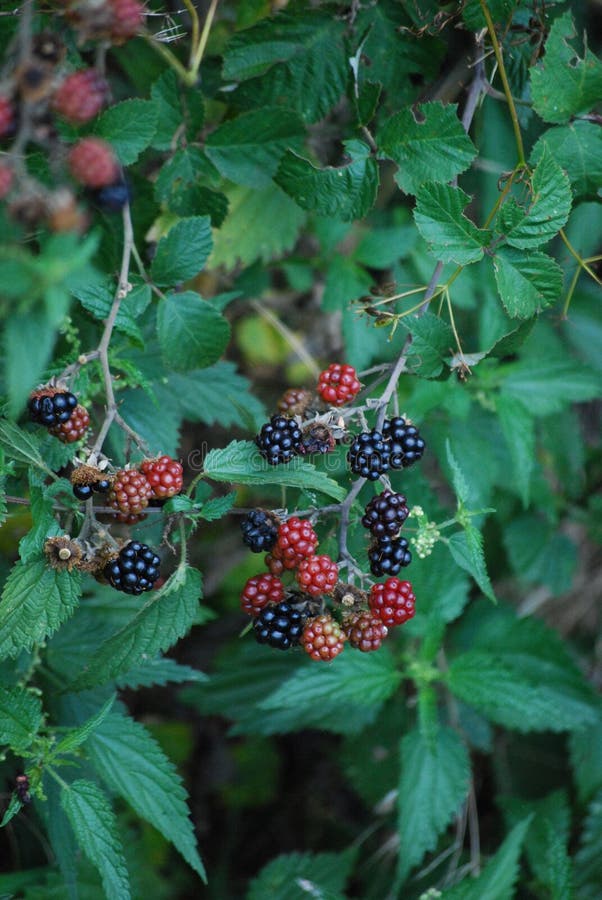 Bramble Bush Bay in Dorset stock image. Image of beautiful - 58261577
