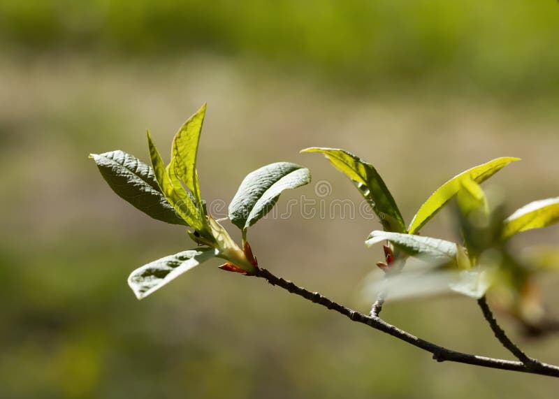 Natural branch . stock image. Image of branch, natural - 212445445