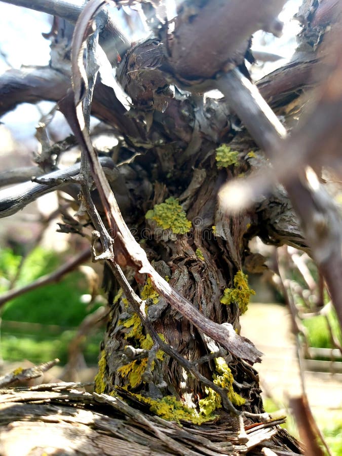 Natural branch . stock image. Image of branch, natural - 212445445