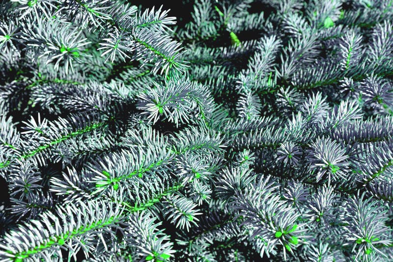 Natural Branches of Blue Spruce in Fantasy Colors for Creativity in the ...