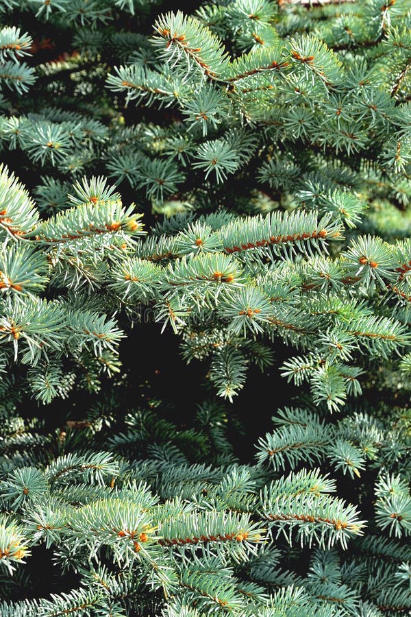 Natural Branches of Blue Spruce in the Sunlight Stock Photo - Image of ...