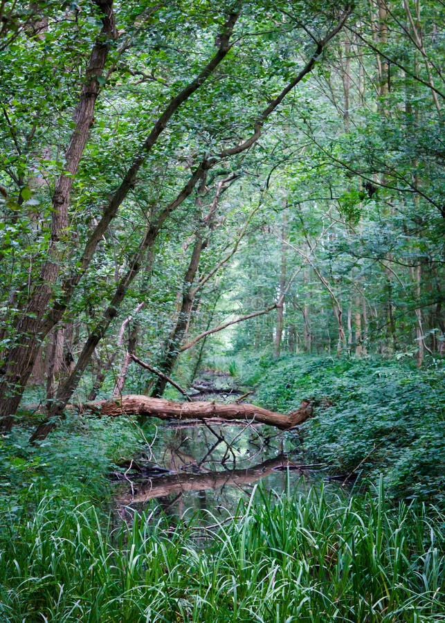 Natural Bridge stock photo. Image of clean, leaf, creek - 29237868