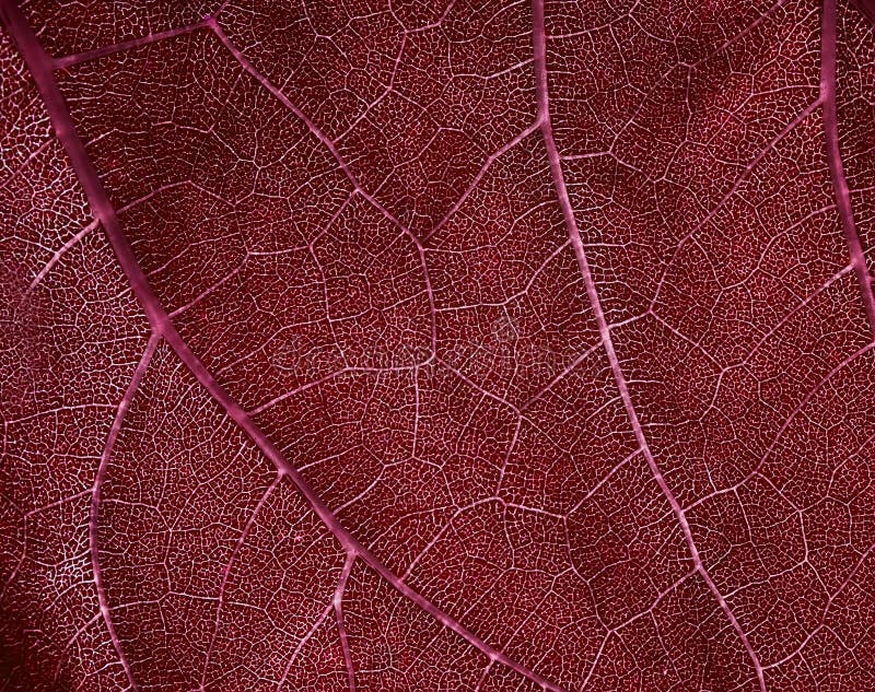 Natural Bright Background of Juicy Red Leaf Texture with Translucent ...