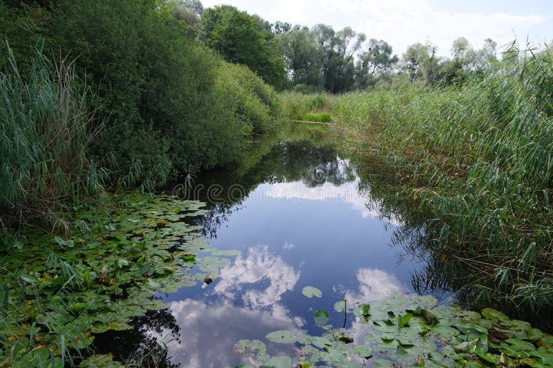 Natural Brook with Green Shore and Water Lilies and Reflection from the ...
