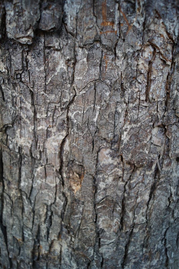 Natural Brown Background Texture of Tree Bark Stock Photo - Image of ...