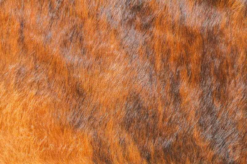 Dirty Fur Cow, Abstract Background Stock Photo - Image of hairy, mucky ...