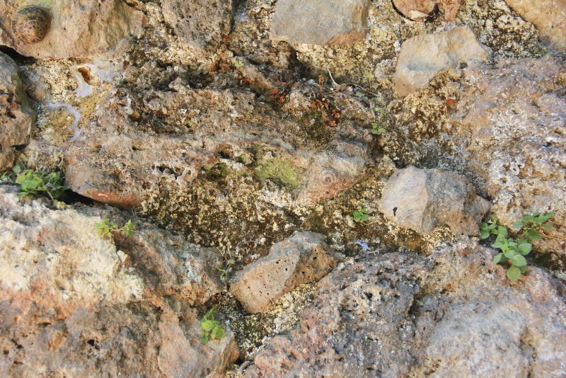 Natural Brown Stone and Green Moss Stock Image - Image of concrete ...