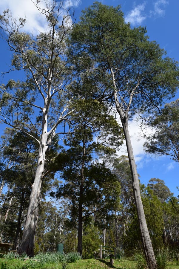 Natural bush forost stock photo. Image of park, trees - 78773474