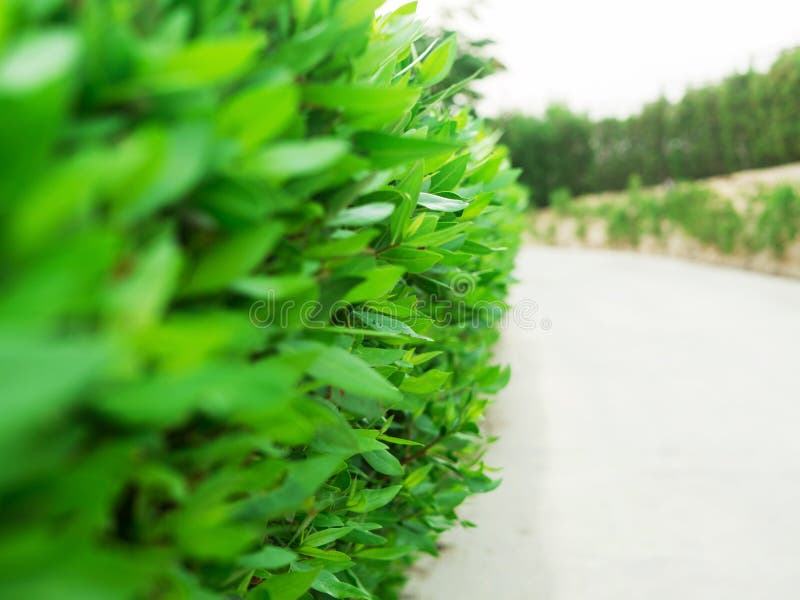 Natural Bush Wall, Side View, Shallow Depth of Field, Closeup Stock ...