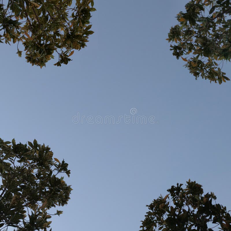 Natural Bushes Frame on Clear Sky Background Stock Photo - Image of ...