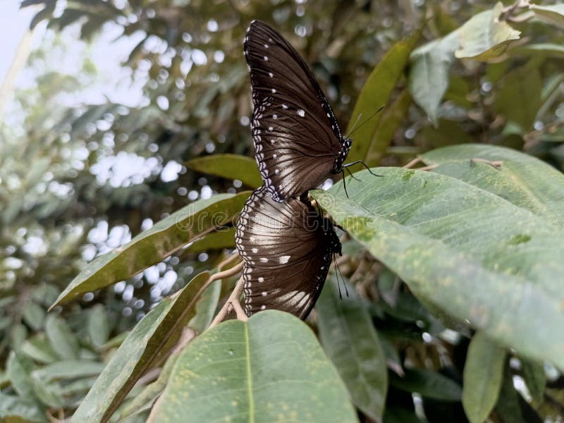 Natural Butterflies Continue Their Offspring Leaves Durian Tree Stock ...