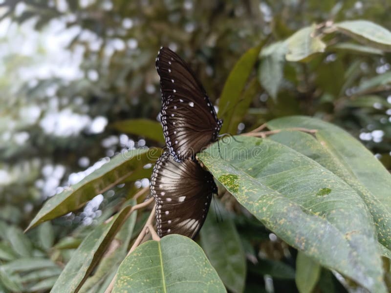 Natural Butterflies Continue Their Offspring on the Leaves of a Durian ...