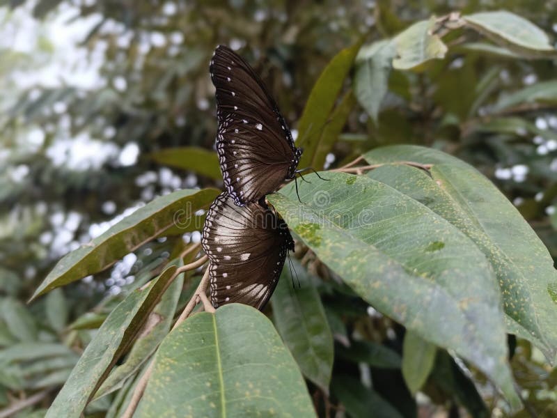 Natural Butterflies Continue Their Offspring on the Leaves of a Durian ...
