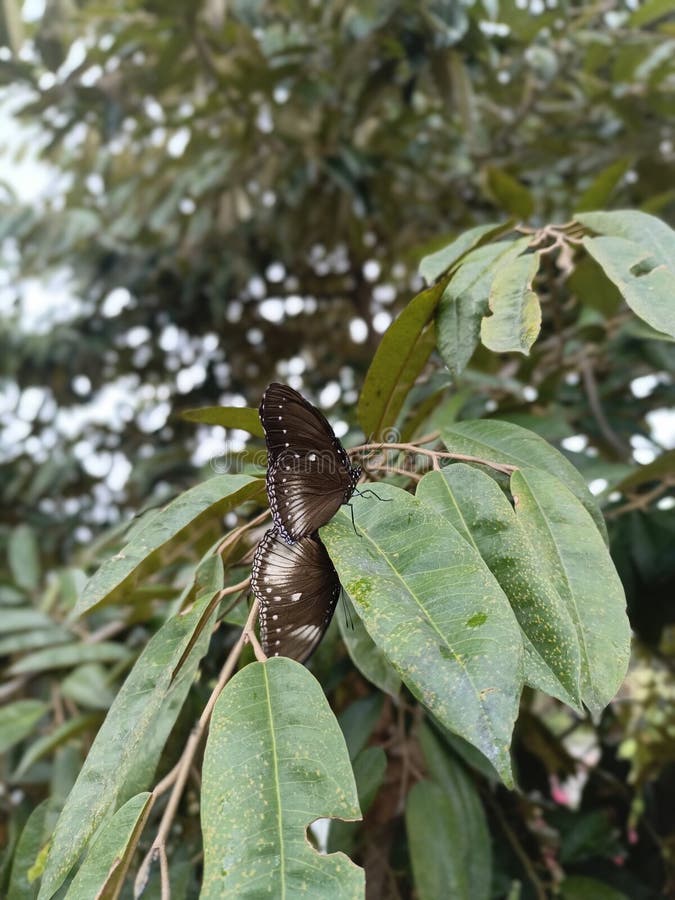 Natural Butterflies Continue Their Offspring on the Leaves of a Durian ...