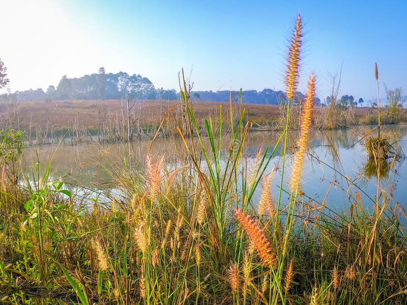 The Natural of Canal in the Morning Stock Photo - Image of ...
