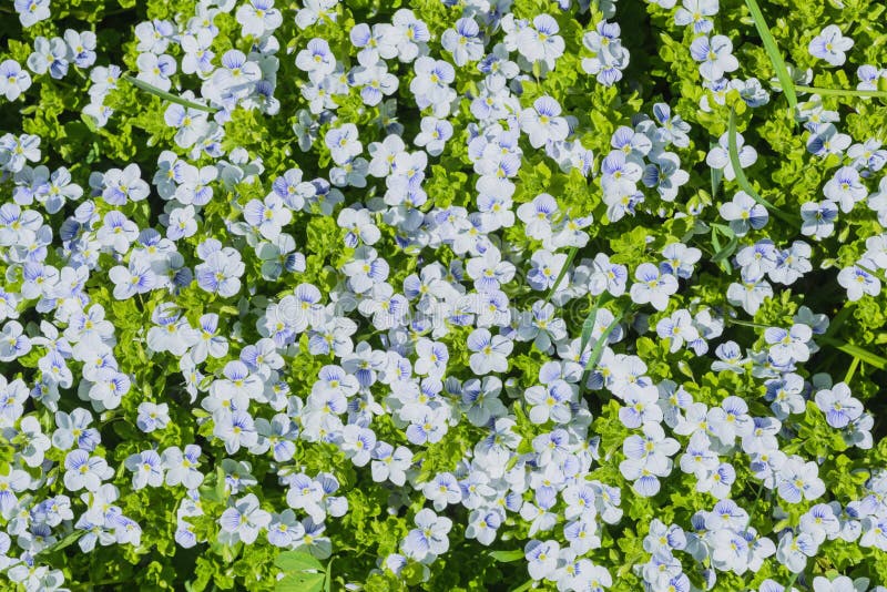 Natural carpet flower stock image. Image of green, bright - 92490791