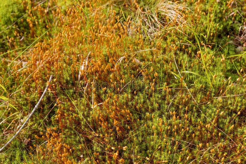 Natural carpet of moss stock image. Image of morning - 76791591