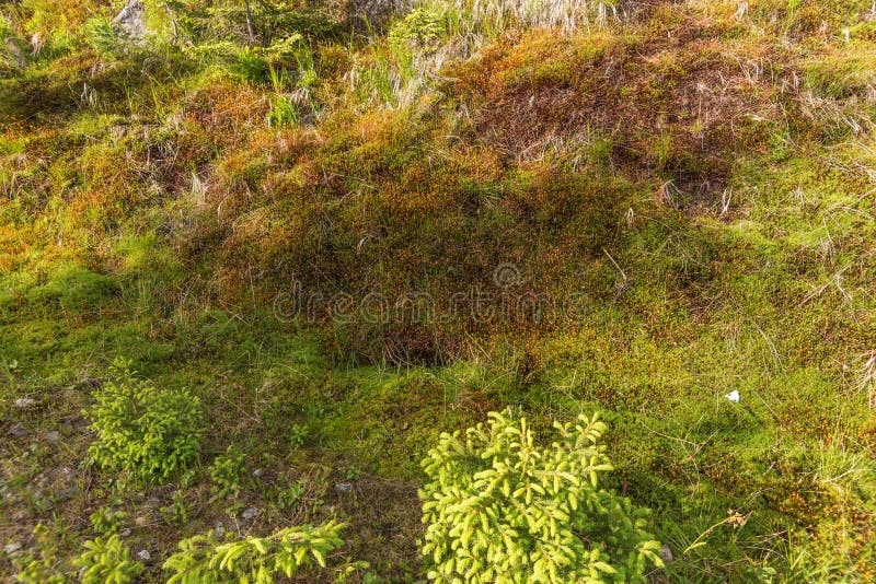 Natural carpet of moss stock image. Image of mist, life - 76791695