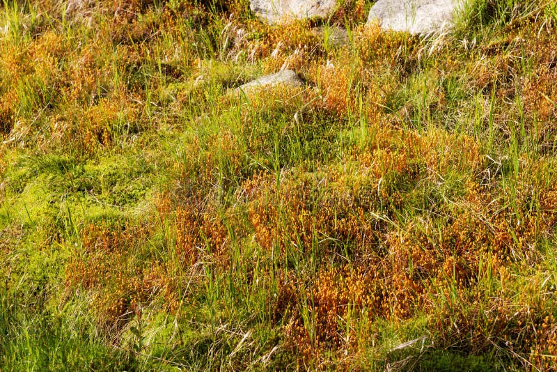 Natural carpet of moss stock photo. Image of natural - 76791722
