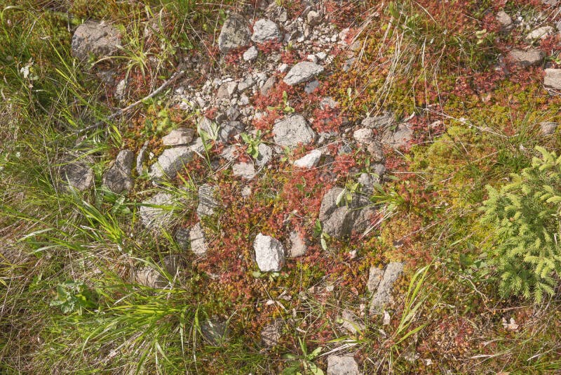 Natural Carpet of Moss with Stones Stock Image - Image of ground, lush ...