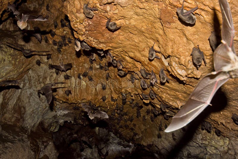 Brown Bat Hanging in Chalky Cave Stock Image - Image of eating ...