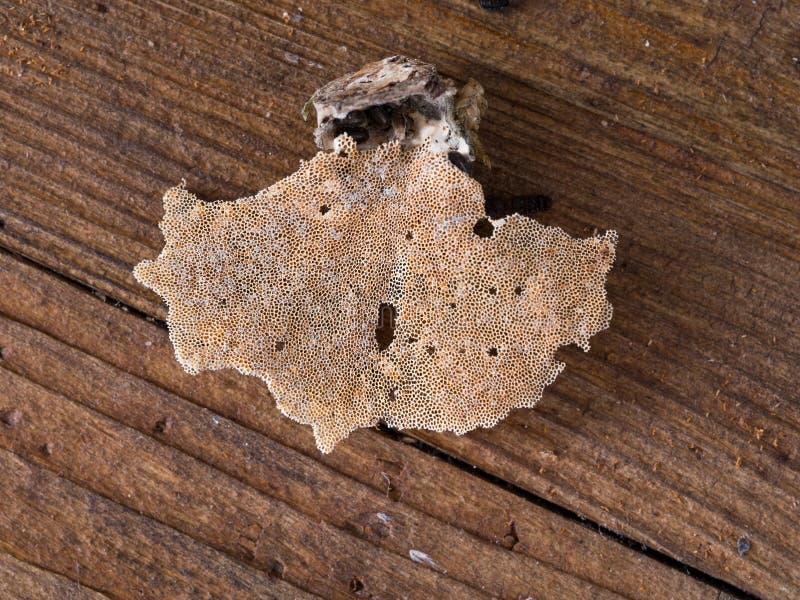 Natural Cellular Structure, Origin Unknown. Macro. Stock Photo - Image ...