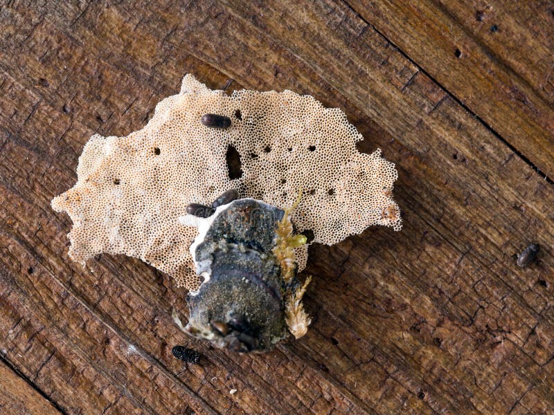 Natural Cellular Structure, Origin Unknown. Macro. Stock Image - Image ...