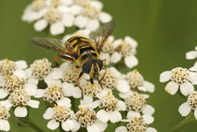 Closeup on a Batman or Deadhead Hoverfly, Myathropa Florea on a White ...