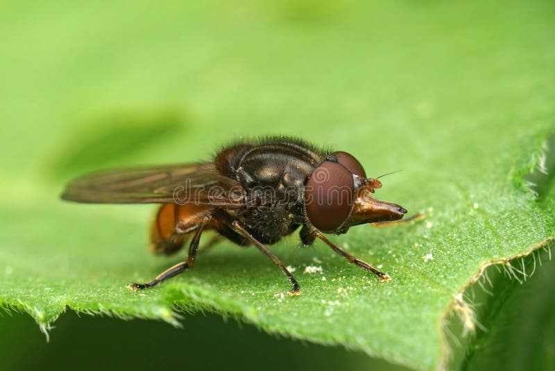 Closeup on the Common Snout-hoverfly, Rhingia Campestris Sitting on a ...