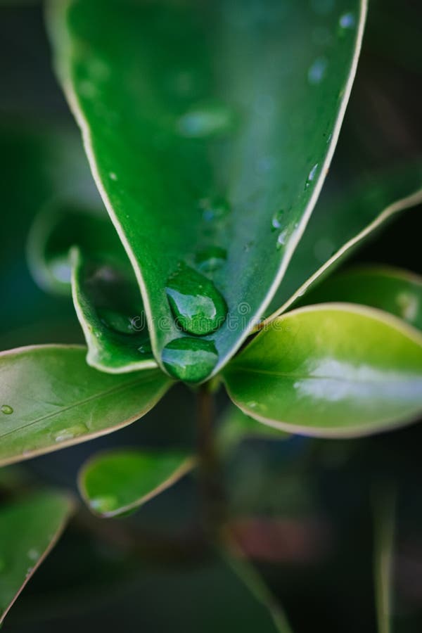 Green Leaf Agains Shallow Depth of Field for Background and Environment ...