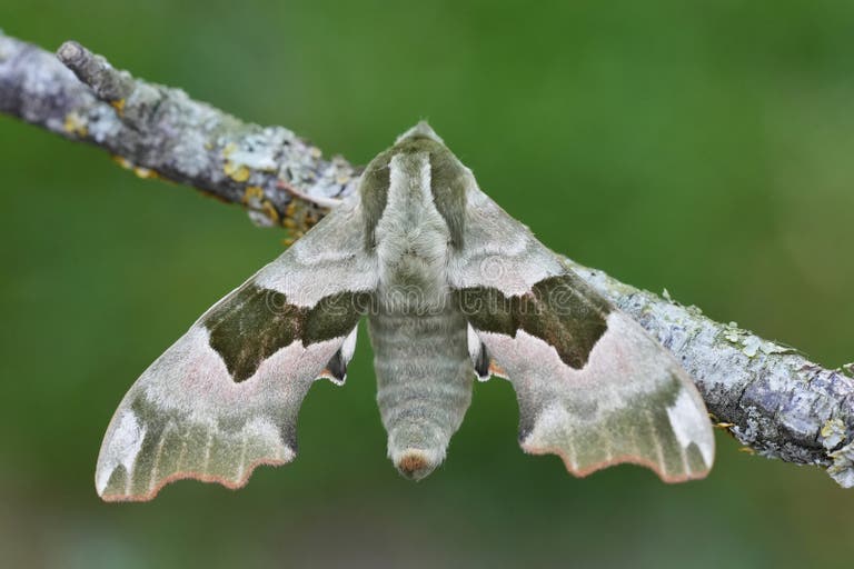 Closeup on the Lime Hawk-moth, Mimas Tilae with Spread Wings on a Twig ...
