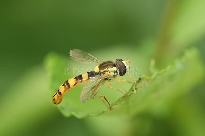 Natural Closeup on a Long Hoverly, Sphaerophoria Scripta, Sitting on a ...