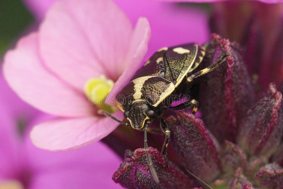 Closeup on a Shieldbug , Eurydema Oleracea , Sitting on a Purple ...