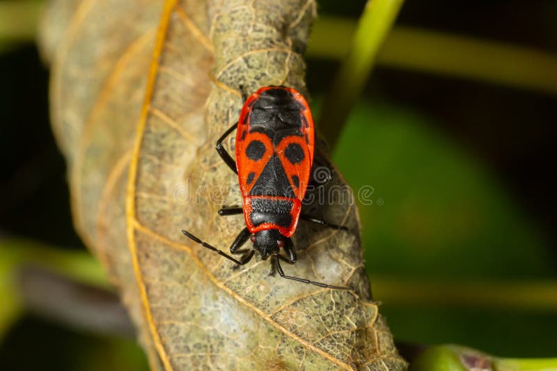 Natural Closeup on the Red Firebug, Pyrrhocoris Apterus Sitting on a ...