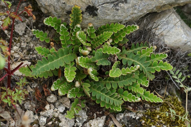 Closeup on the Rustyback Fern, Asplenium Ceterach Growing between ...