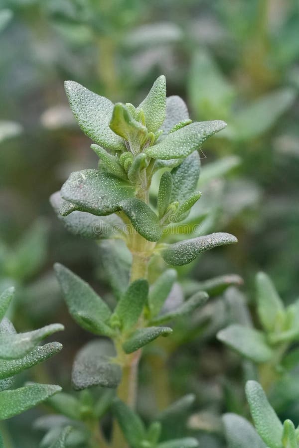 Closeup on a Single Thyme, Thymus , Stalk Emerging in the Springtime ...