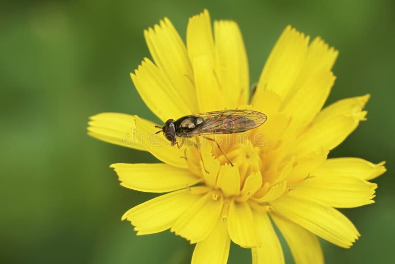 Closeup on a Small Variable Duskyface Fly, Melanostoma Mellinum in a ...