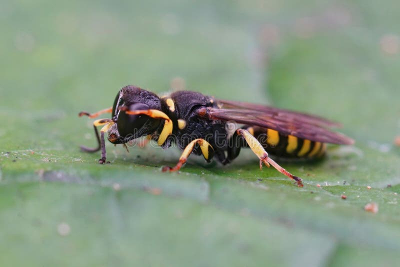 Closeup on a Square Headed Digger Wasp, Ectemnius Continuus, Sitting on ...