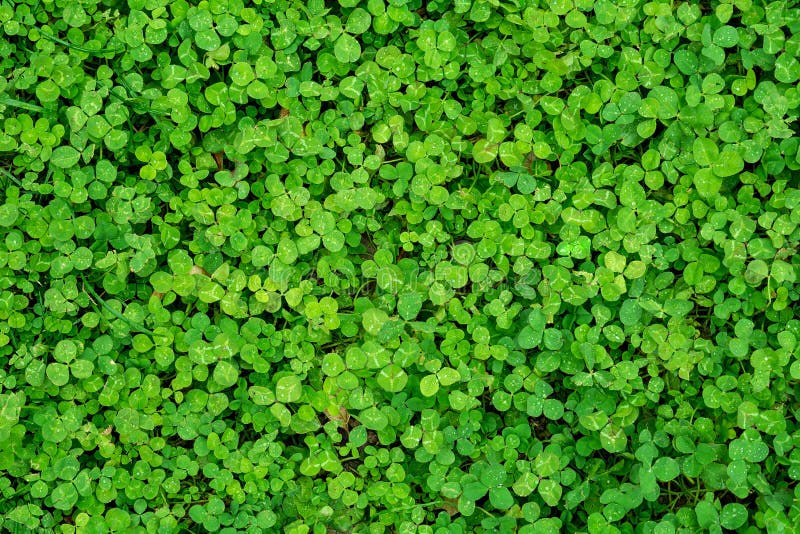 Natural clover background stock photo. Image of shamrocks - 79261694