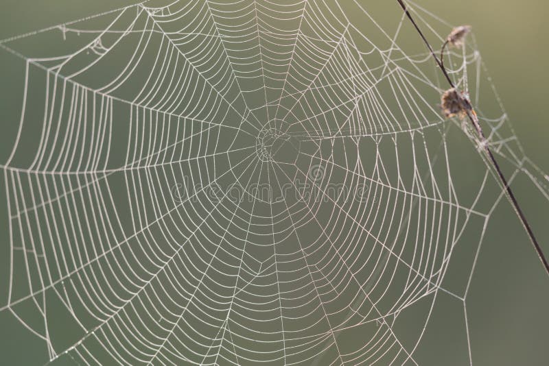 Natural Cobweb in Morning Light Stock Photo - Image of macro, spiderweb ...