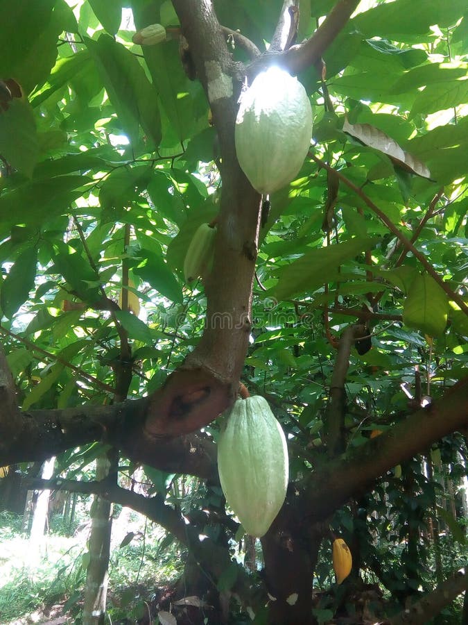 Natural Coco fruit plant stock image. Image of estate - 121136359
