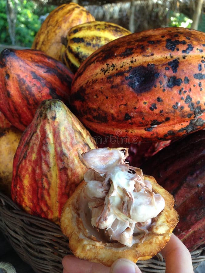 Natural Cocoa Products. Chocolate Ingredients: Cocoa Solids And Cocoa ...