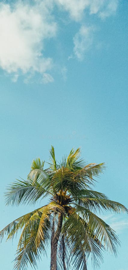 Natural the Coconut Tree stock photo. Image of natural - 211151546