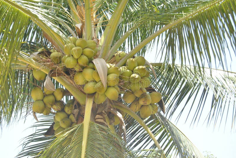 Natural stock image. Image of cocosnucifera, tree, plant - 158767617