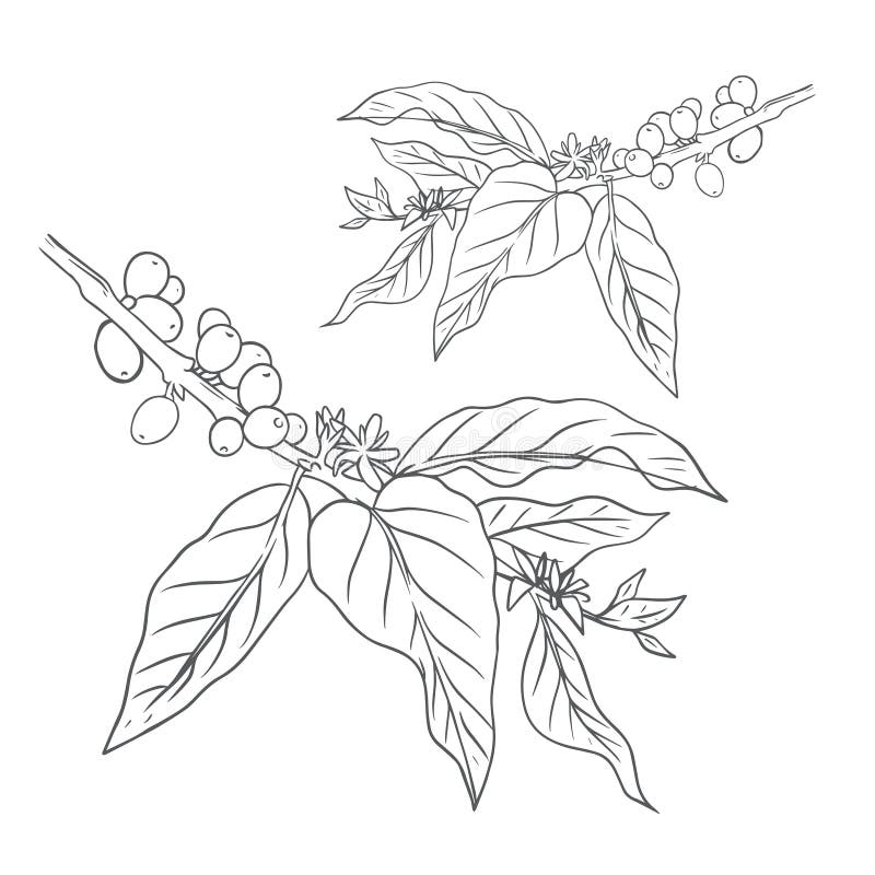 Natural Coffee with Black Color and Outline Stock Vector - Illustration ...