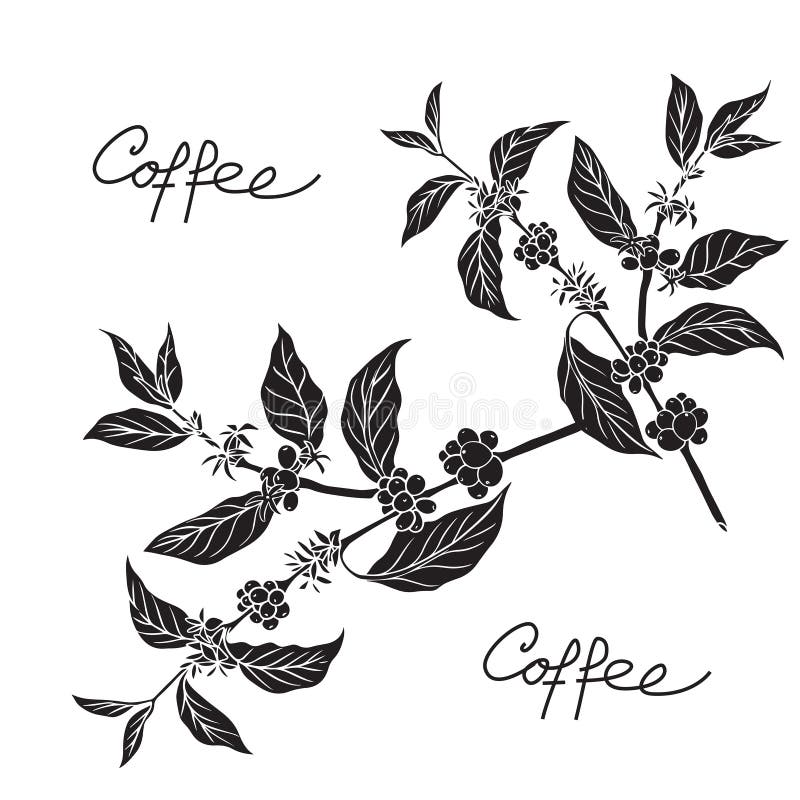 Natural Coffee from Coffee Garden in Black Ink for Packaging Design ...