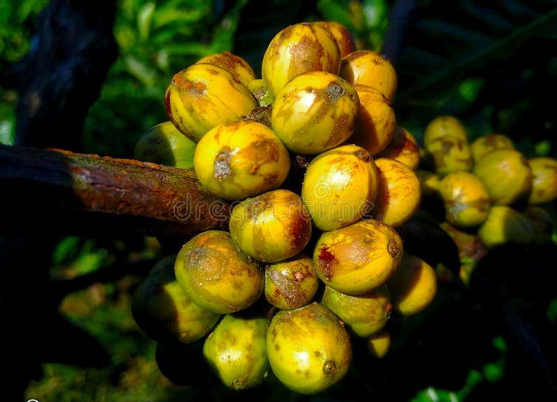 Natural coffee tree fruit stock image. Image of coffe - 223570013